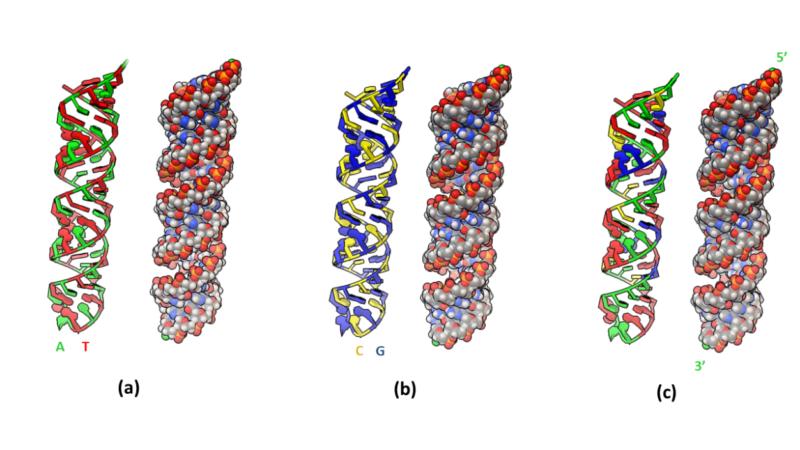 Geant4-DNA simulation of radiation effects in DNA on strand breaks from ...